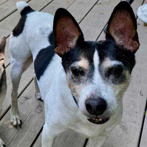 10 Common Causes Of Rat Terriers Aggression & Solutions - Pet Norms