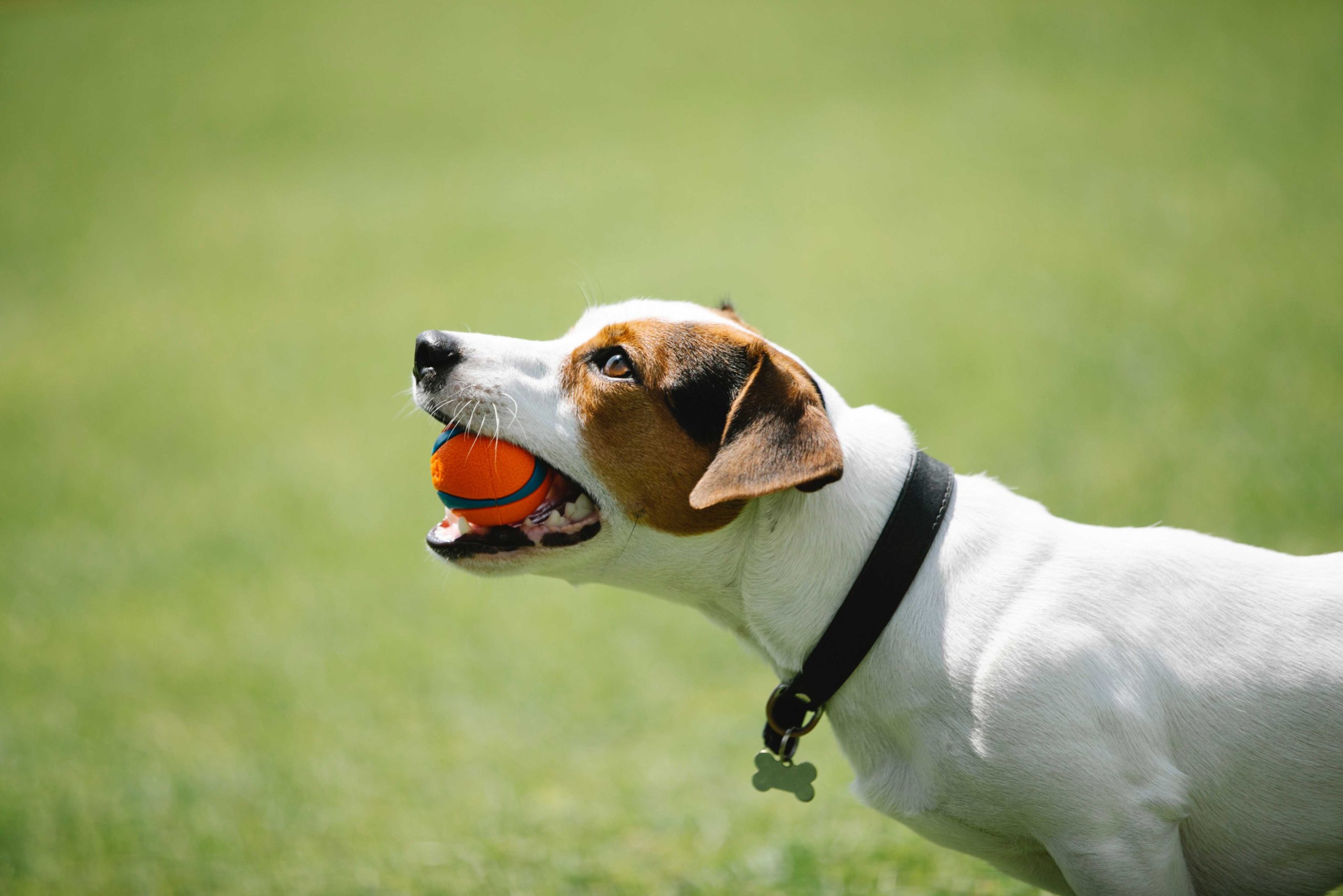 10 Simple Ways To Calm A Rat Terrier Down - Pet Norms