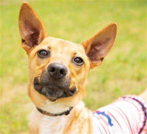 All 16 Rat Terrier Pros And Cons Explained - Pet Norms