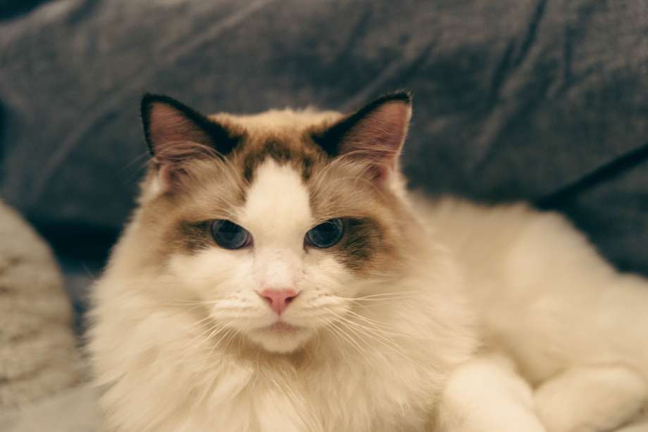 8 Simple Ways to Improve Your Turkish Angora's Skin - Pet Norms