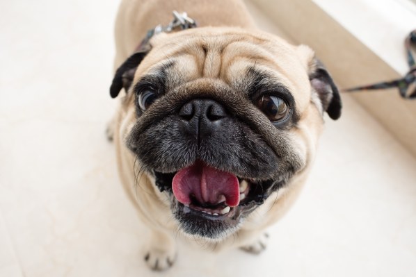 Pug Aggression: 7 Warning Signs, 8 Causes, & Prevention - Pet Norms