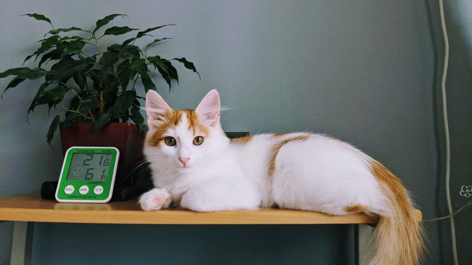 12 Leading Turkish Angora Cat Behavior Problems & Solutions - Pet Norms