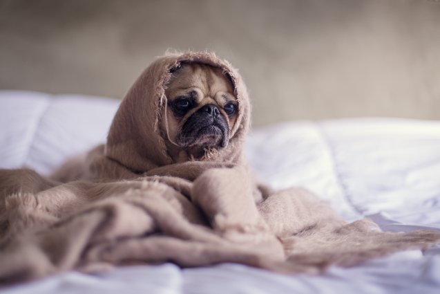 14 Helpful Tips To Let Pugs Stay Alone Explained - Pet Norms