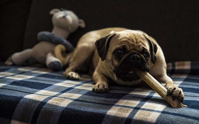 10 Tips For Calming Down An Excited Pug - Pet Norms