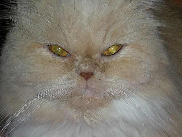 9 Most Common Persian Cat Eye Problems And Care - Pet Norms