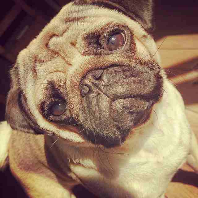 Top 18 Most Common Pros & Cons Of Owning A Pug - Pet Norms