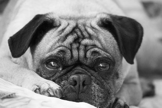 9 Pug Sick Symptoms You Should Never Ignore - Pet Norms