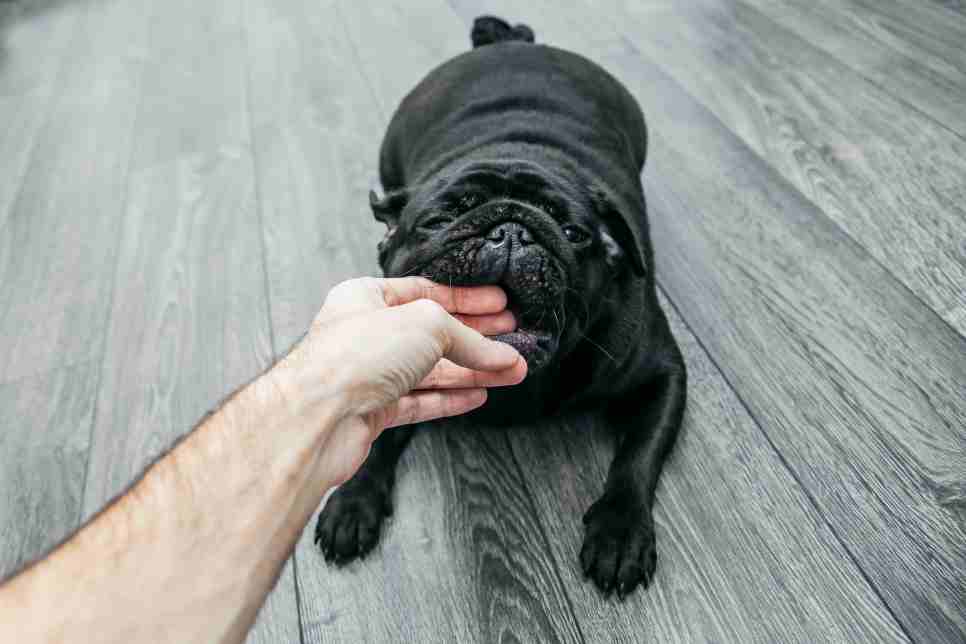 Are Pugs Known For Biting: 10 Reasons & Prevention - Pet Norms