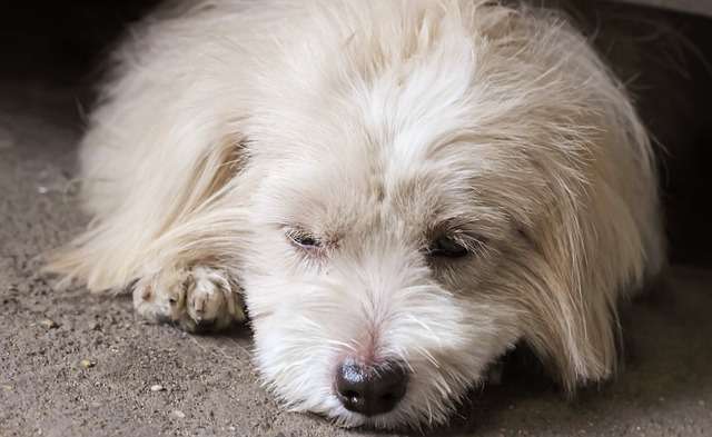 10 Most Common Shih Tzu Sick Symptoms Explained - Pet Norms