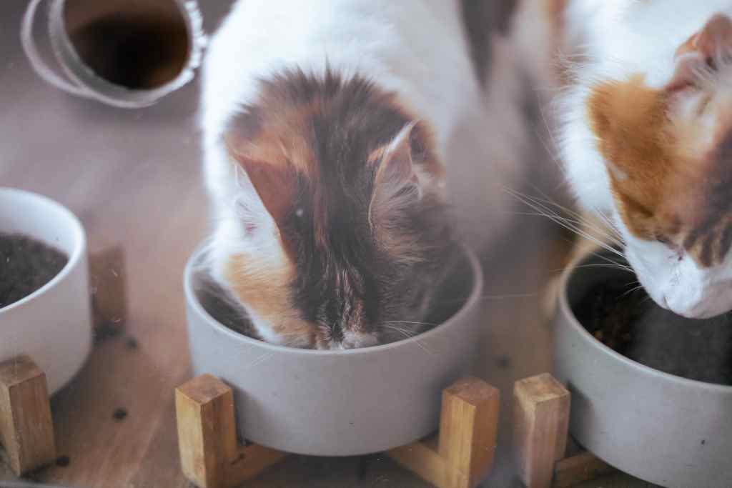Top 10 Benefits Of Using Cat Food Tray & Choosing The Right One - Pet Norms