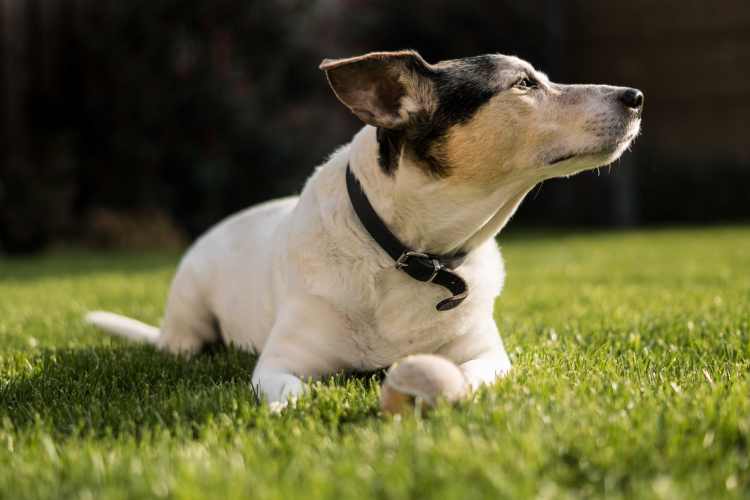 Personality Of Rat Terrier And Their Key Personality Traits - Pet Norms