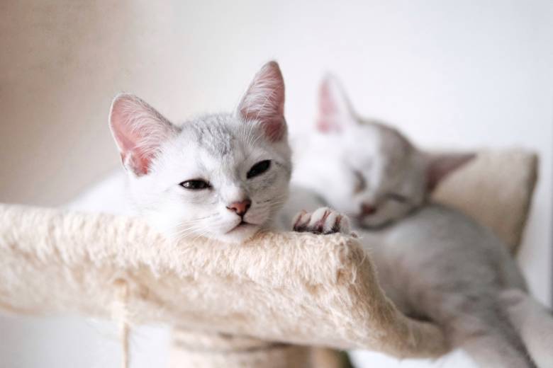 Are Cats Lazy: 9 Factors That Contribute To Perceived Laziness - Pet Norms