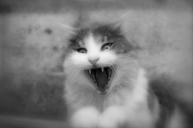 Why Does My Cat Attack My Feet When I Walk:12 Reasons & Tips - Pet Norms