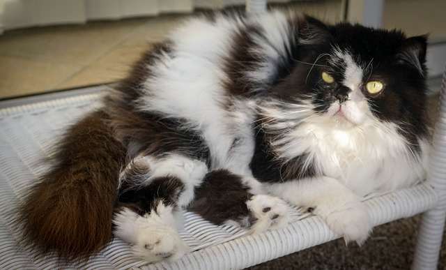 10 Cat Behavior Changes After Spaying And Tips - Pet Norms