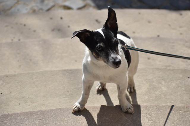 Big Rat Terrier: 9 Unique Characteristics And Training Tips - Pet Norms