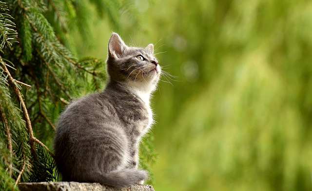 Can Cats Get Mosquito Bites: Common Signs, Diseases & Prevention - Pet ...
