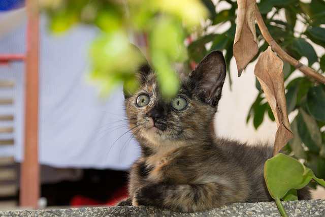 Green-Eyed Cat Breeds: Health Considerations & Care Tips - Pet Norms