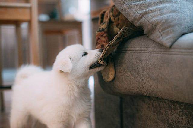 9 Common Stress Symptoms In Samoyeds And Tips - Pet Norms