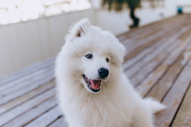 Why Is My Samoyed Shaking: 10 Common Reasons And Solutions - Pet Norms