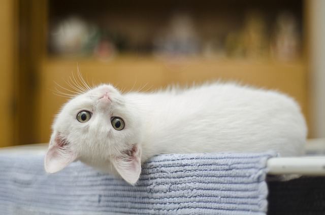 8 Common Symptoms Of Spinal Lymphoma In Cats, Diagnosis & Treatment ...