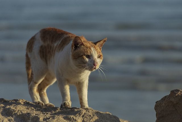 Cat Shaking Back Legs When Walking: 10 Possible Causes, Signs ...