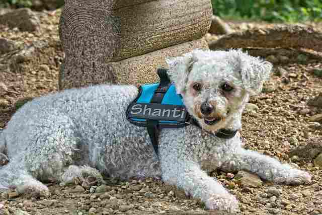 Pink Thing Hanging Out Of Dogs: Reasons Behind This & What To Do - Pet ...