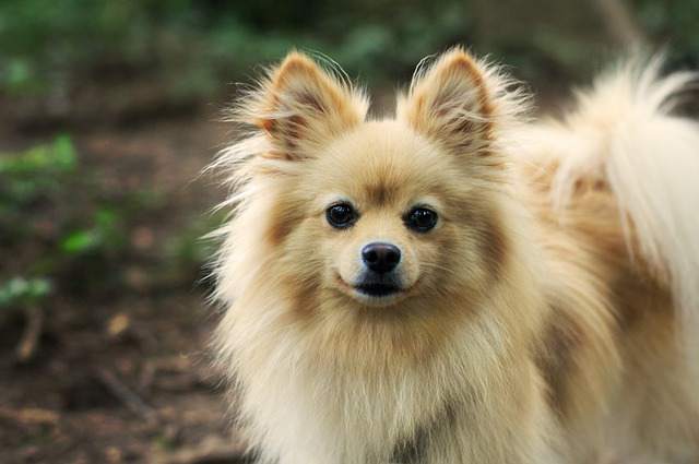 7 Different Pomeranian Types Of Faces, Factors & Tips For Caring - Pet ...