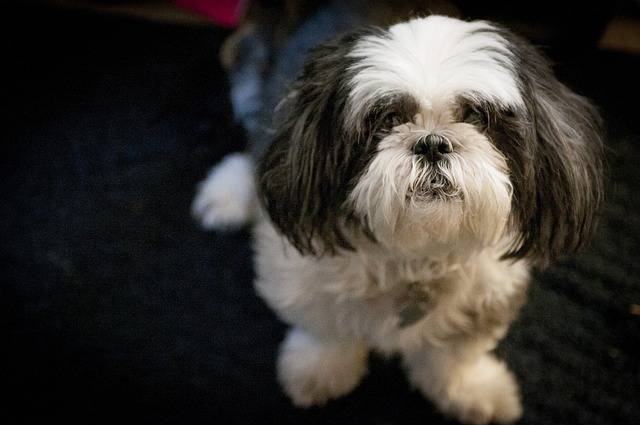 Why Do Little Dogs Shake: 12 Causes Of Shaking In Little Dogs & Tips ...