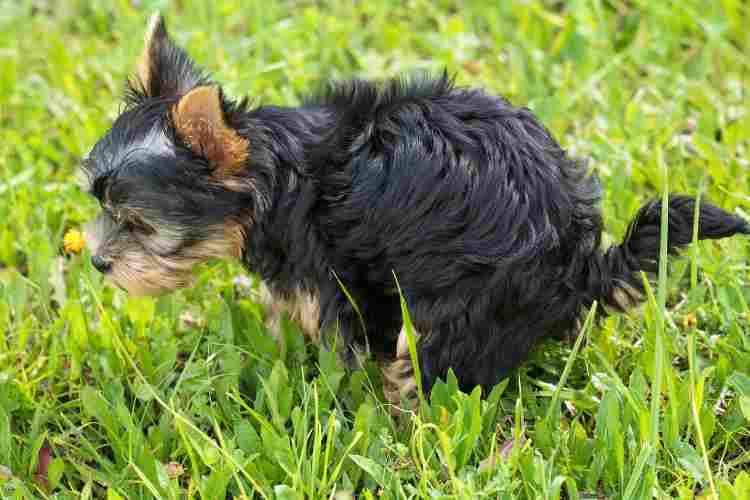 Understanding Bacteria On Dogs' Poop: What Every Dog Owner Should Know ...