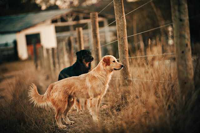 The Ultimate Guide To Hotwire Fences For Dogs: Keep Your Pets Safe ...