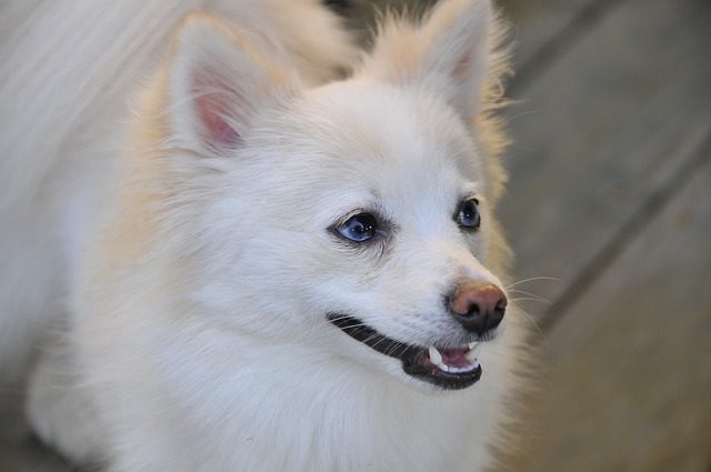The Fascinating World Of Samoyed Ears Dancing: A Joyful Display Of ...