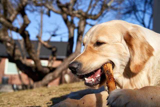 Root Canal For Dogs: Everything Pet Owners Need To Know - Pet Norms