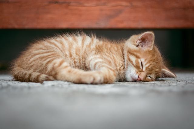 The Charm Of Small Orange Cats: Why These Feline Friends Capture Our ...