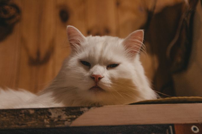 Discover The Enchanting World Of Angoras: Your Ultimate Guide - Pet Norms