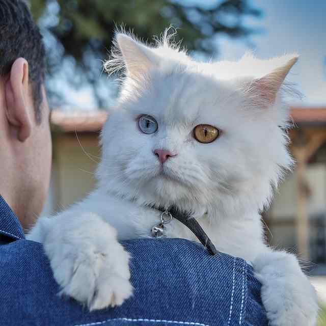 The Enchanting Blue Point Persian Cat: A Comprehensive Guide - Pet Norms