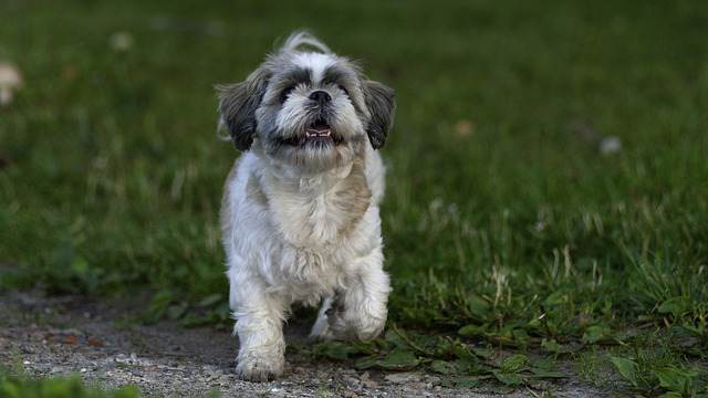 Where Does The Shih Tzu Come From? Unraveling The History Of The ...