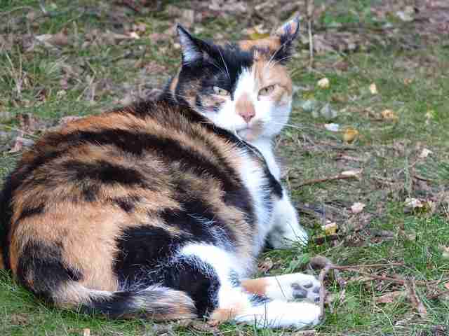 Understanding Cat Behavior When Pregnant: A Comprehensive Guide - Pet Norms