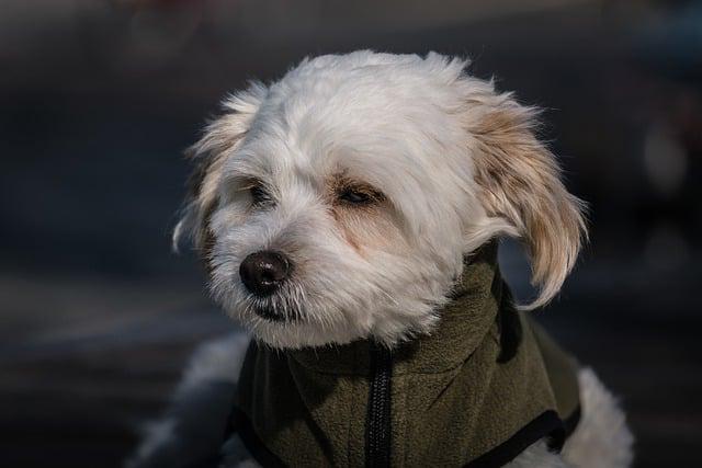 Unlocking The Benefits Of L-Carnitine For Dogs: A Comprehensive Guide ...