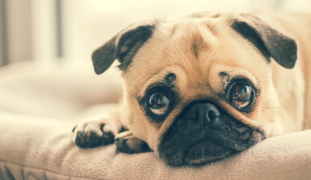 Maggots In Dog Food: What You Need To Know - Pet Norms