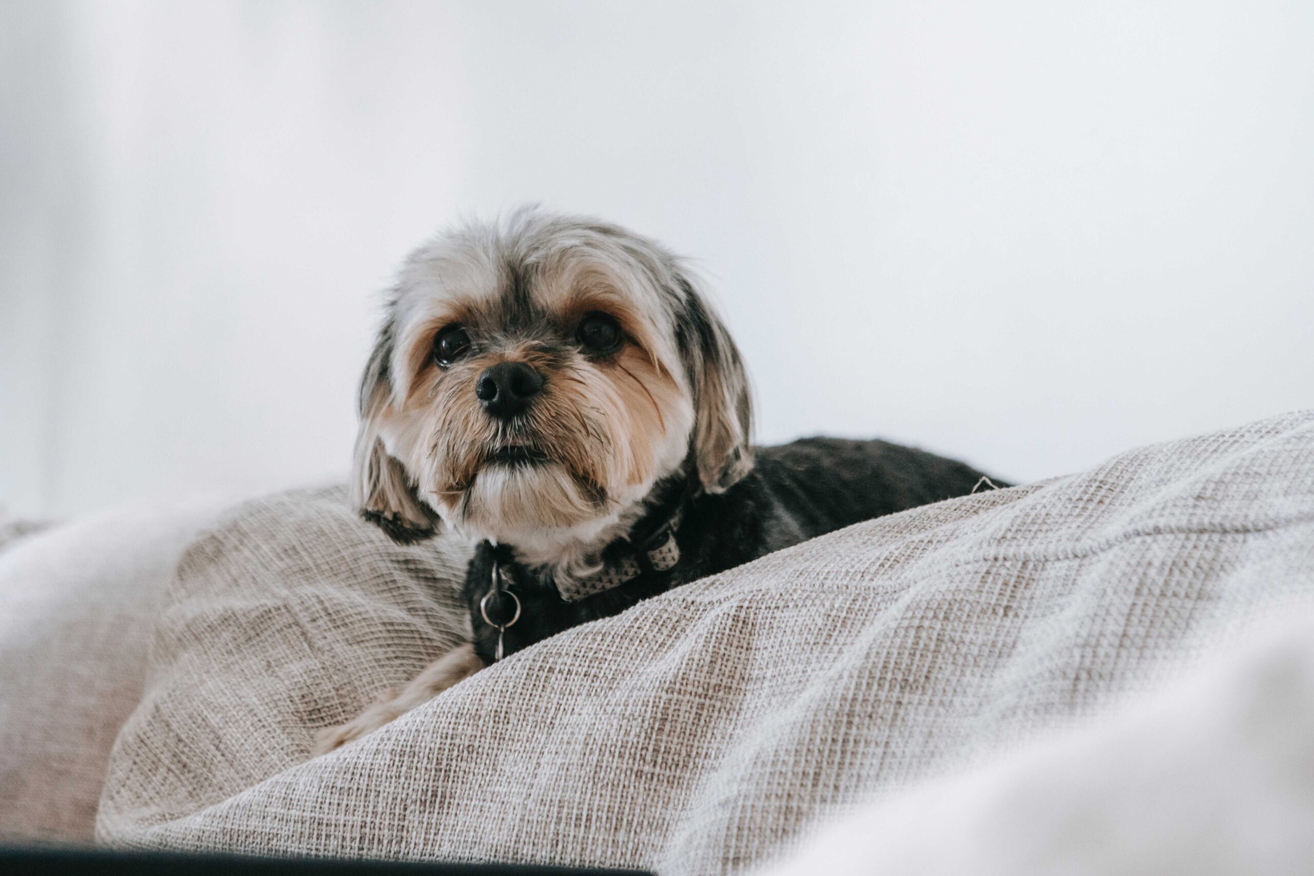 My Dog Throws Up Undigested Food: What You Need To Know - Pet Norms